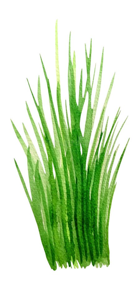 Fresh Spring Green Grass. Watercolor Hand Drawn Painting Illustration ...