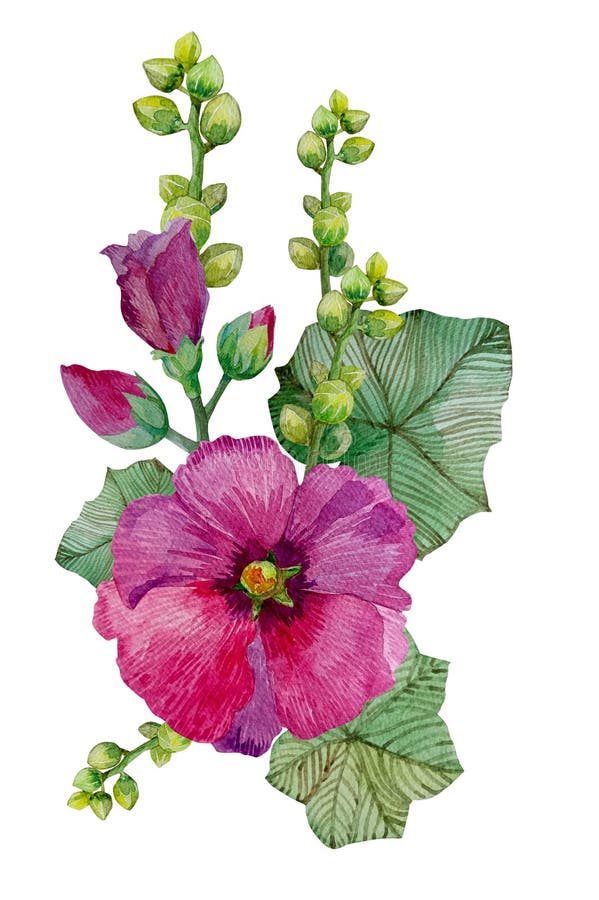 Mallow. Watercolor Pink Mallow Flower. Bright Isolated Element for ...