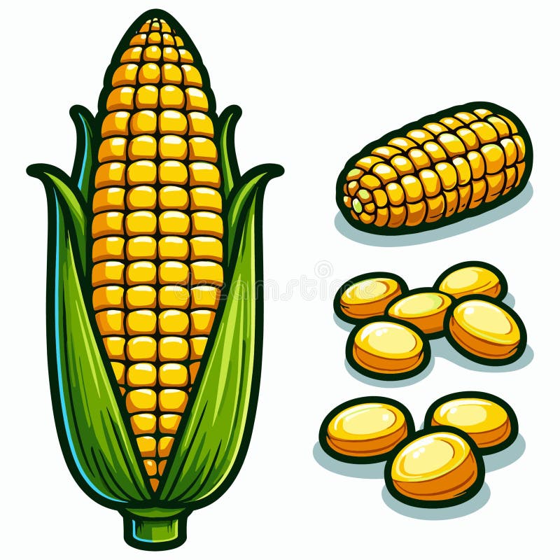 Fresh Yellow Sweetcorn Illustration with Cobs and Loose Kernels in ...