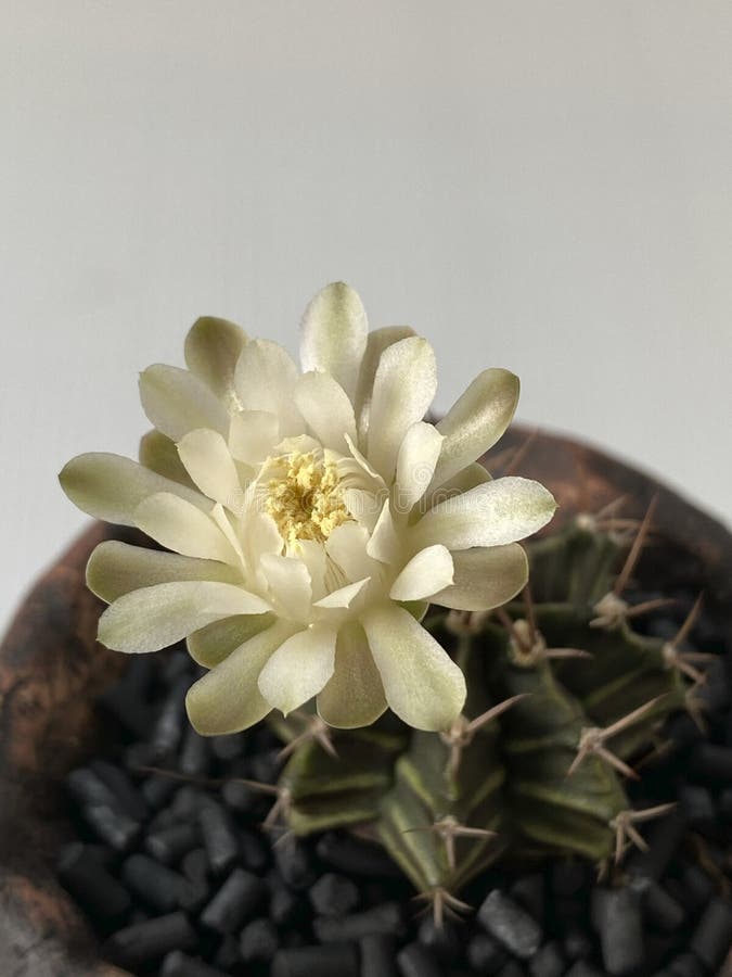 Close Up of Twin Flower of Gymnocalycium Mihanovichii Cactus Blooming ...