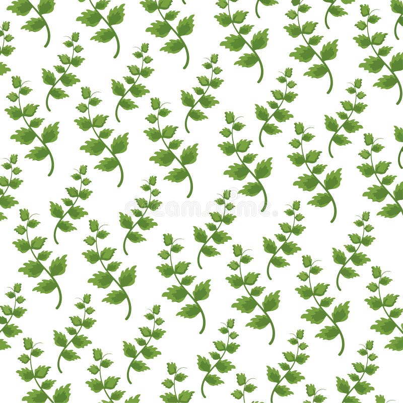 Cilantro Leaf Seamless Pattern Background. Stock Vector - Illustration ...