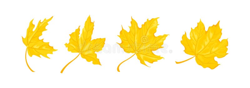 Yellow Maple Leaves Set. Vector Cartoon Flat Illustration Stock Vector ...