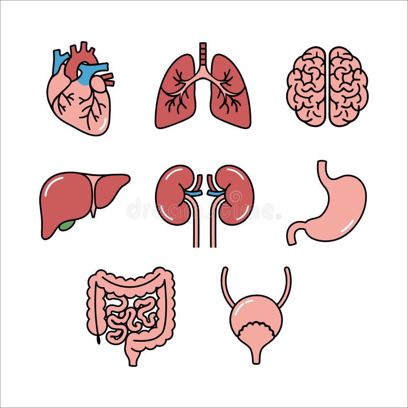 Human Body Cartoon Organs Stock Illustrations – 3,913 Human Body ...