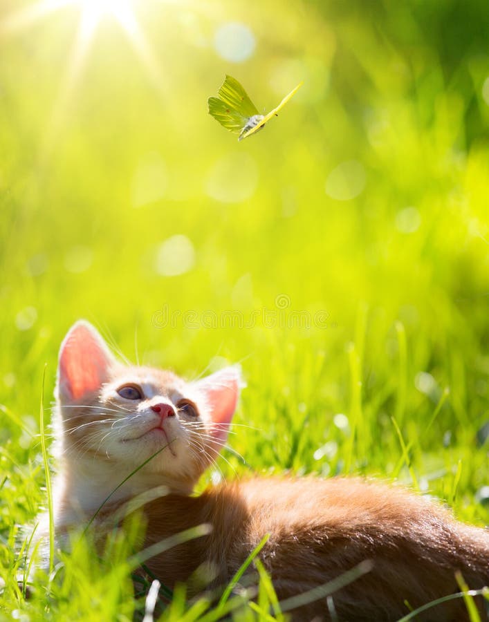 Art Happy Kitten; Cute Cat Plays with a Butterfly Stock Image - Image ...