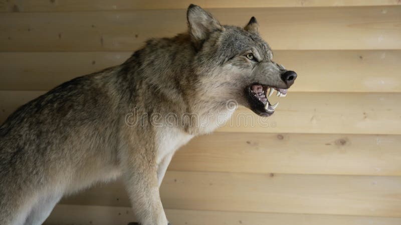 The Art of Making Realistic Stuffed Animals. Stuffed Wolf. Aggressive ...