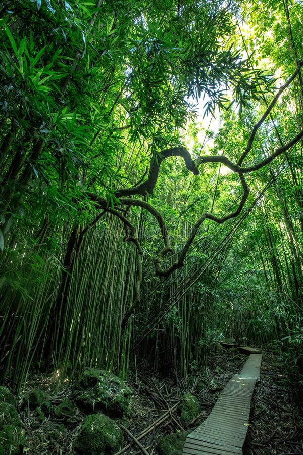 Rainforest Alien - Cookeina Tricholoma Stock Image - Image of alien ...
