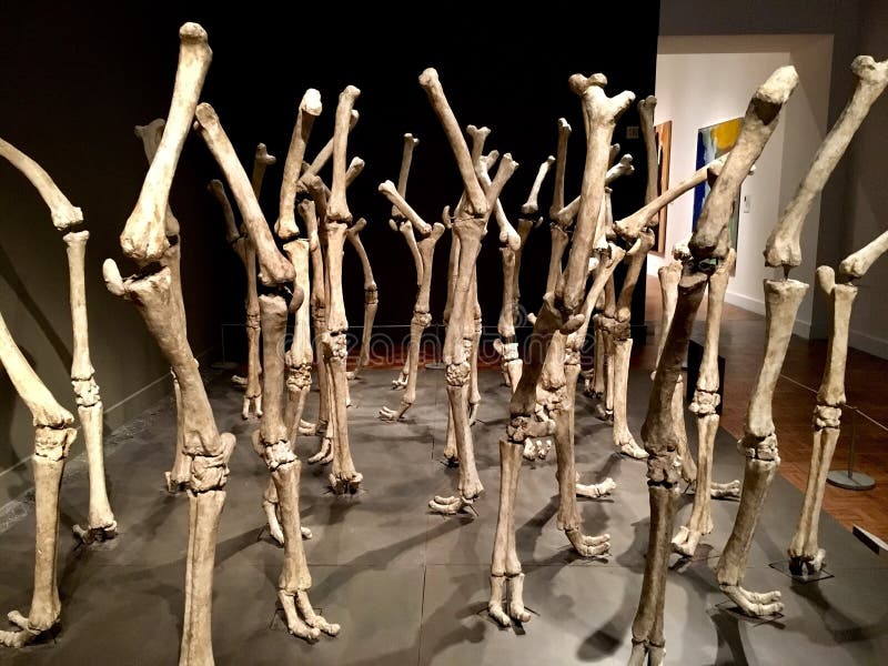 Museum of bones stock image. Image of landscape, mikov - 19608905