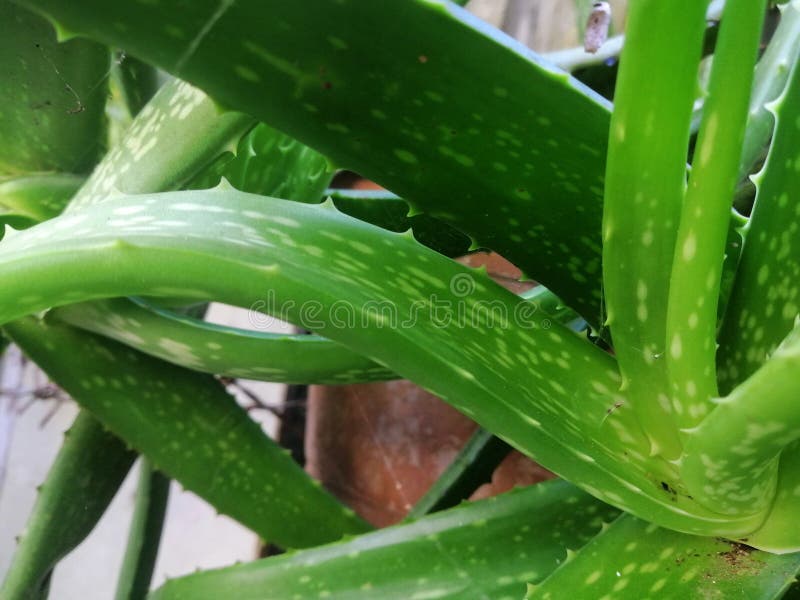 Art Natural Nature& X27;s View Alov Stock Photo - Image of natural ...