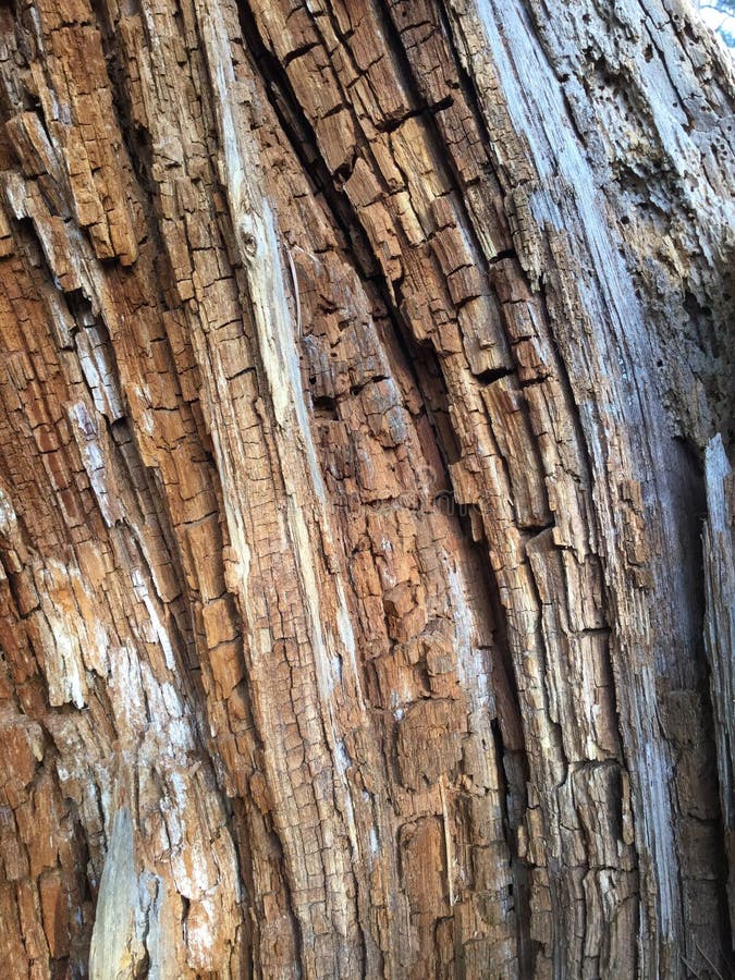 Art of nature. stock photo. Image of pine, nature, tree - 55725856