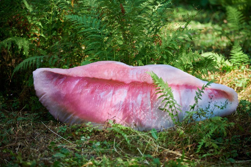 Art Object of Human Lips on Tree Trunk in Green Forest Background ...