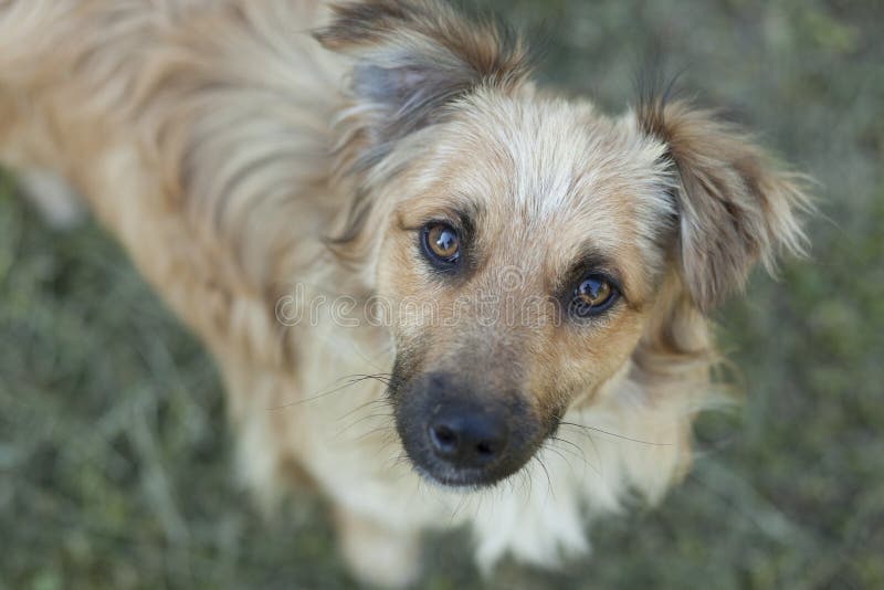 Perro fino foto de archivo. Imagen de ropas, pelo, piel - 1936748