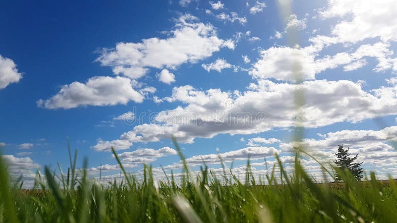 Grass skys stock photo. Image of skys, grass, level - 128873664