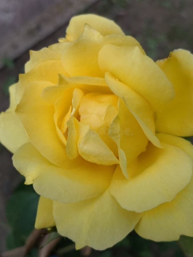 Art Rose Yellow Photographs Stock Photo - Image of yellow, photographs ...