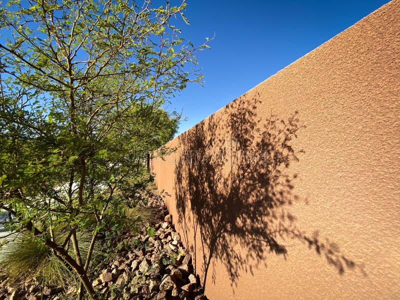 The Art of Shadows of Trees Throwing on the Wall. Stock Image - Image ...