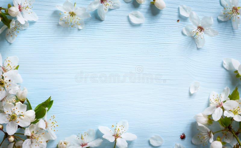 Art Spring Background; Fresh Flower On Blue Background Stock Image ...