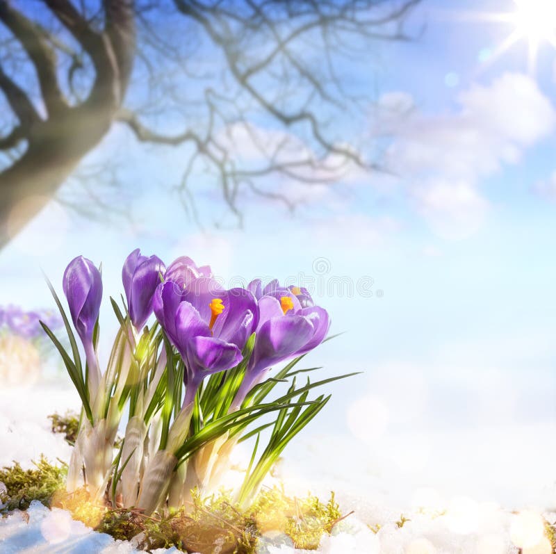 Art Spring Flowers Background Stock Photo - Image of colour, nature ...