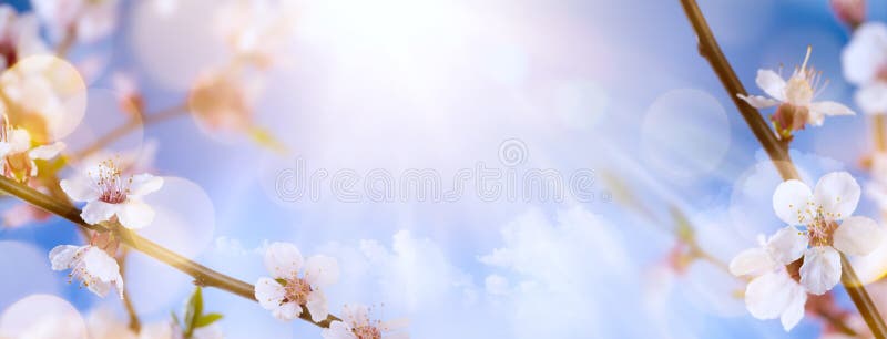 Art spring flowers stock image. Image of background, branch - 66516349