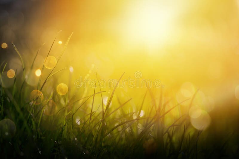 Art Spring Green Grass Background with Sunset Views Stock Photo - Image ...