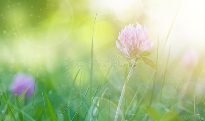 Art Spring Natural Green Background with Bokeh, Clover Flowers Stock ...