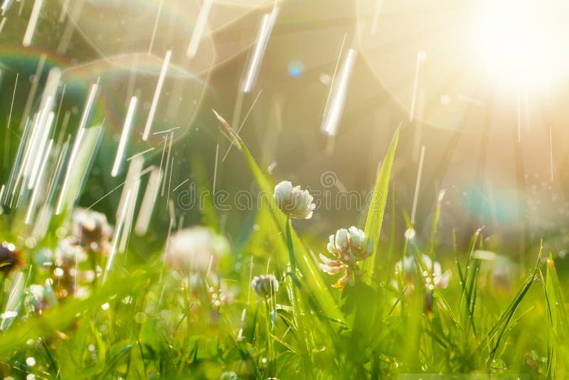 Art Spring Natural Green Background, Clover Flowers and Rain Drops ...