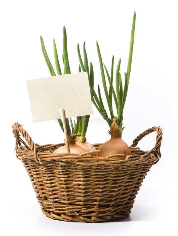 Art Spring Onions Growing in the Basket Stock Image - Image of fresh ...