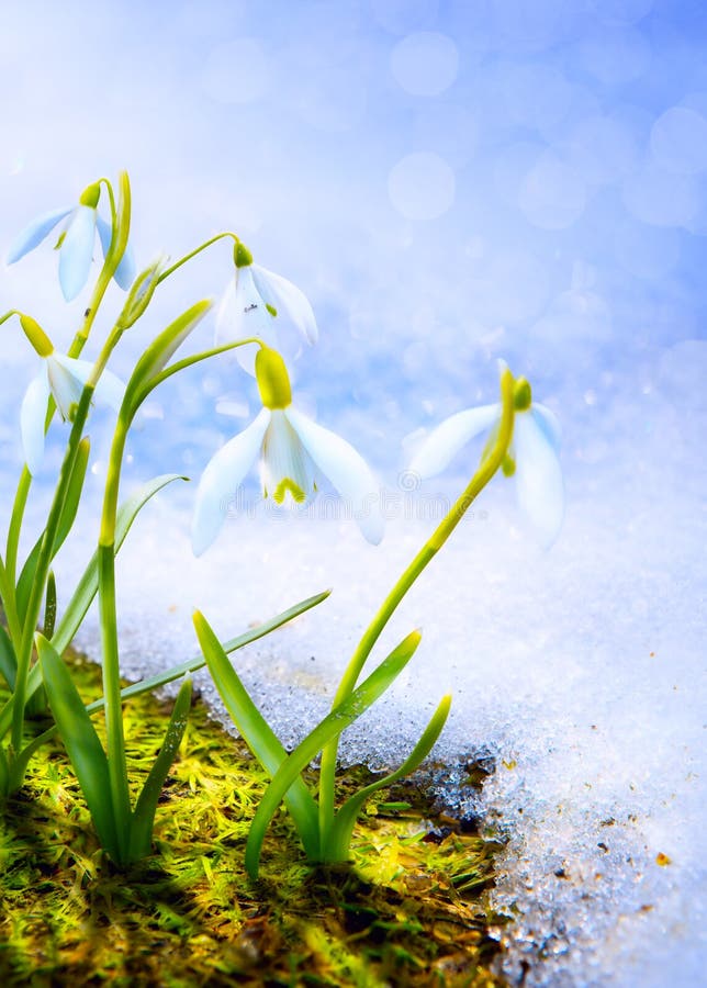 Art Spring Snowdrop Flowers with Snow in the Forest Stock Photo - Image ...