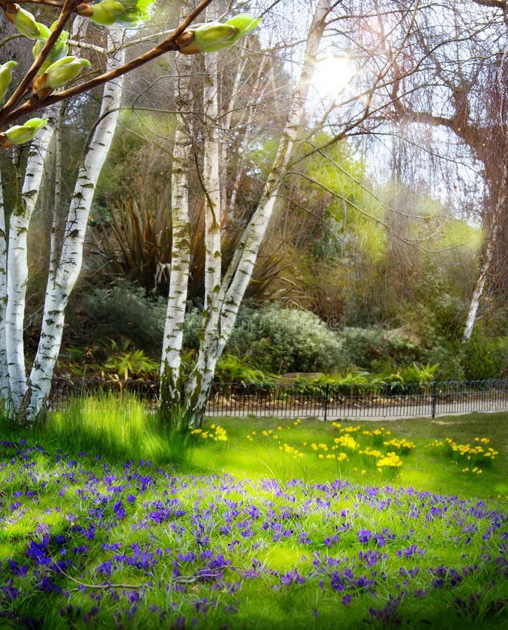 Art Sunlight Dans La Forêt Verte, Printemps Photo stock - Image du ...