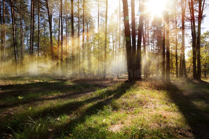 October Forest in the Reserve! Stock Image - Image of ð·ð°ð¿oð²ðµð ...