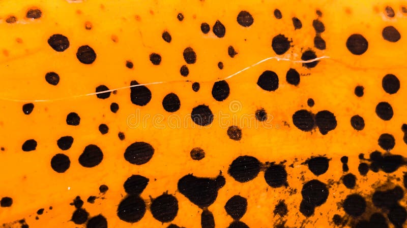 Art Texture in Orange with Black Circular Spots Stock Photo - Image of ...