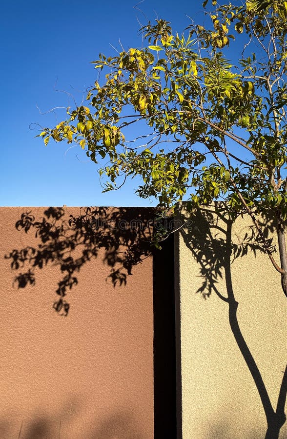 The Art of Shadows of Trees Throwing on the Wall. Stock Image - Image ...