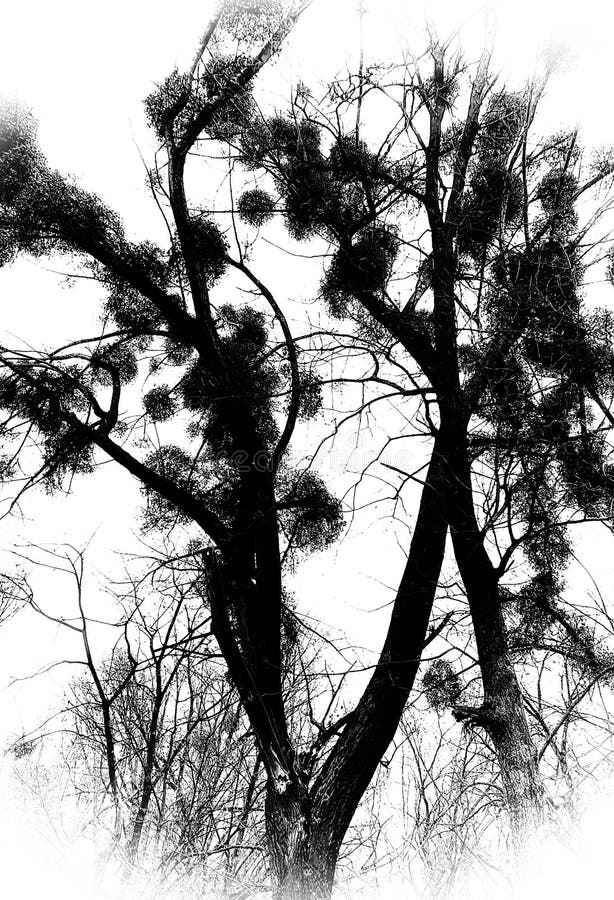 Art, tree, black and white stock photo. Image of monochrome - 252821246