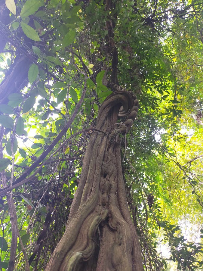 The Art of Tree Was Shaping by Nature Stock Photo - Image of tree ...