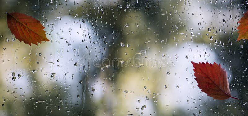 Art Wet Autumn Leaves Background; Autumn Window with Rain Drops and ...