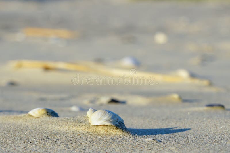The Art of the Wind, White Shells in the Sand on the Beach Stock Image ...