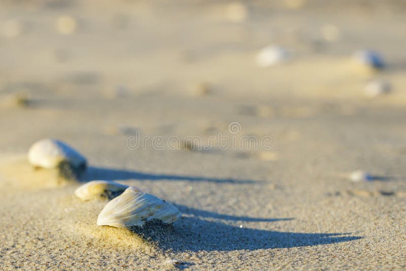 The Art of the Wind, White Shells in the Sand on the Beach Stock Image ...