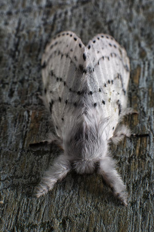 Artace Cribraria Dot-lined White Moth Stock Photo - Image of ibarra ...