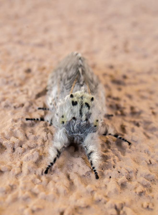 Artace moth on rough wall stock photo. Image of lepidoptera - 377585780