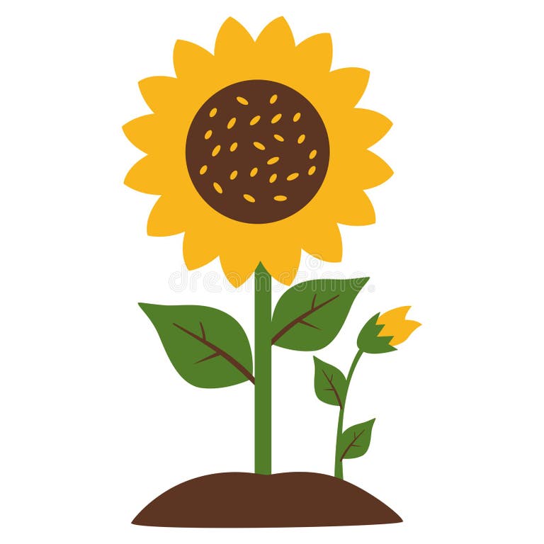 2d Illustration of Sunflower Plant with Blooming Bud Flat Cartoon Stock ...