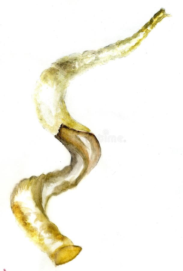 Arte Del Shofar De La Acuarela Stock de ilustración - Ilustración de ...
