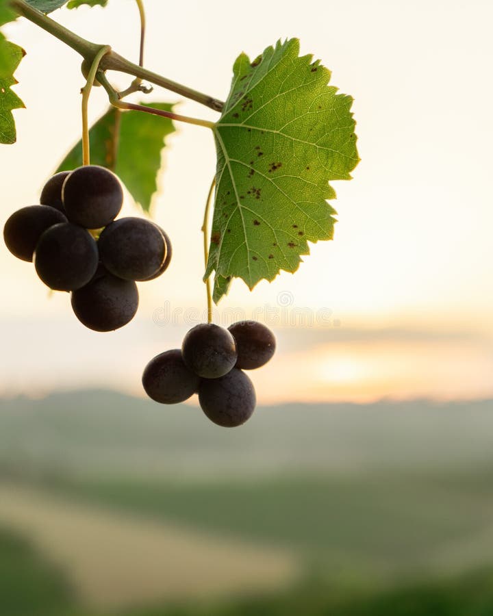 Arte Vertical De Vinhas Na Vinha Imagem de Stock - Imagem de nave ...