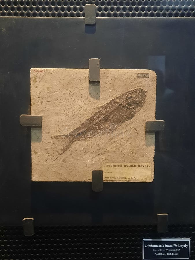The Artefak of Ancient Fish Editorial Stock Image - Image of painting ...
