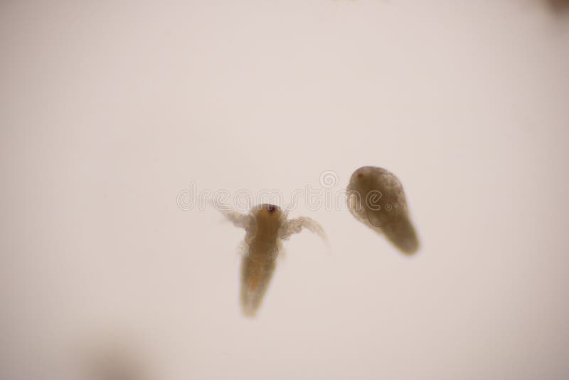 Artemia Larvae in Light Microscope, Artemia Plankton Under a Microscope ...