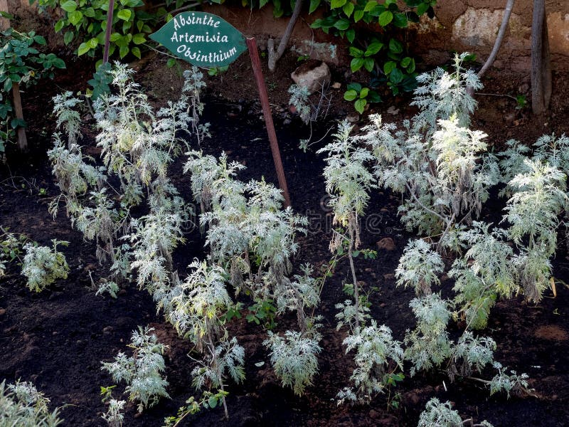 Artemisia Absinthium or Absinthe Editorial Stock Photo - Image of ...