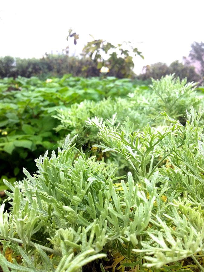 Artemisia Absinthium or Absinthe Stock Photo - Image of absinth, bitter ...