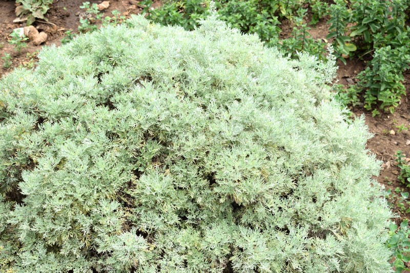 Artemisia Absinthium or Absinthe Stock Photo - Image of health ...