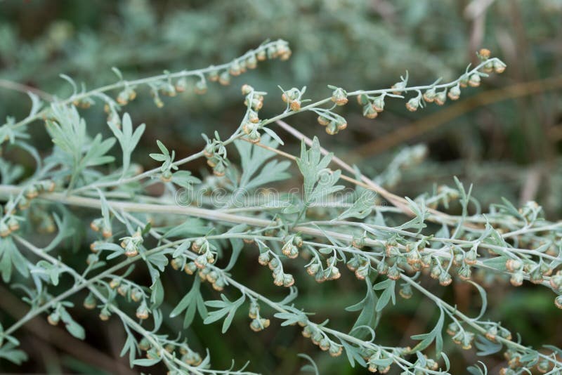 Artemisia Absinthium,common Wormwood Closeup Selective Focus Stock ...