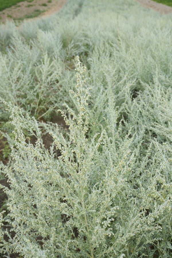 Artemisia Absinthium Plantation Stock Image - Image of spice, wormwood ...