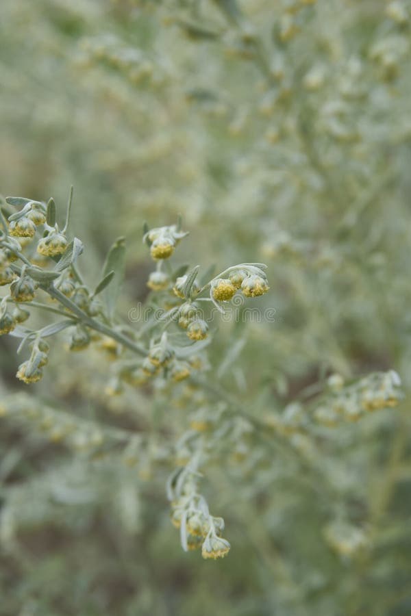 Artemisia Absinthium Plantation Stock Image - Image of blue, absinthium ...
