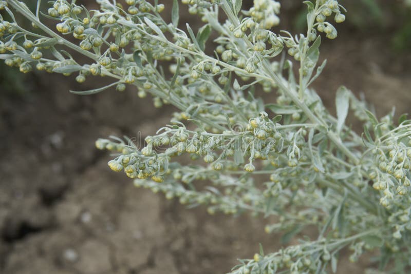 Artemisia Absinthium Plantation Stock Image - Image of stem, yellow ...