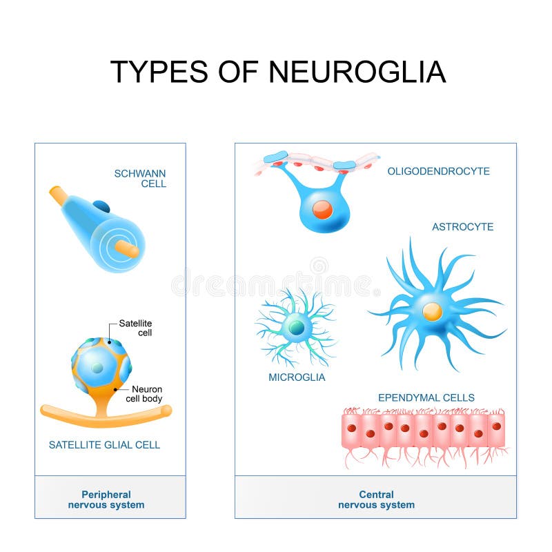 Neuronen Und Gliazellen Neuroglia in Gehirn Oligodendrocyte, Im ...